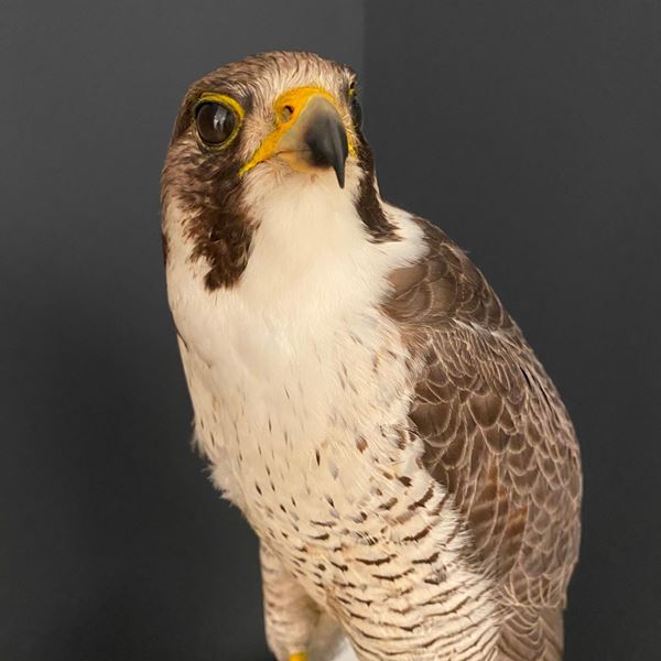 Exhibition celebrates Essex wildlife writer | University of Essex