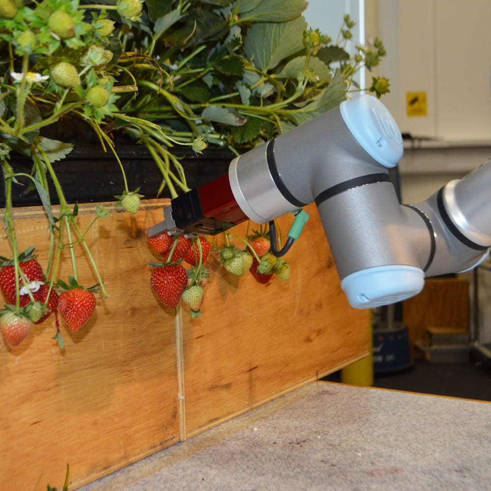 Could strawberry-picking robots be future of fruit farms? | University ...